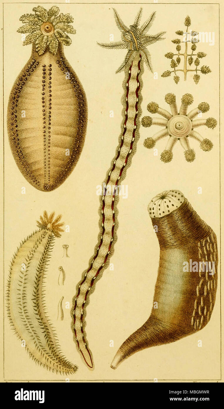 Holothurie hi-res stock photography and images - Alamy