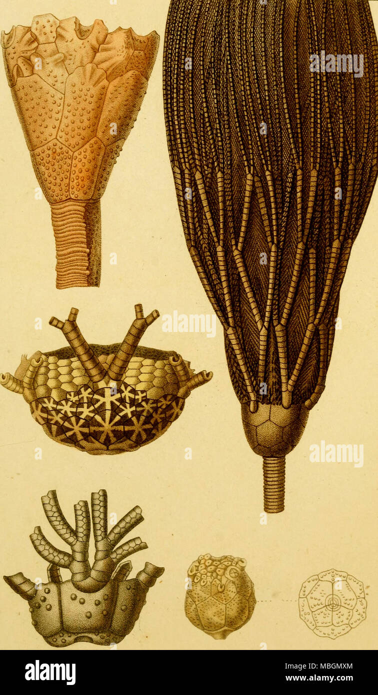 Prehistoric Crinoids - Echinodermata Stock Photo - Alamy