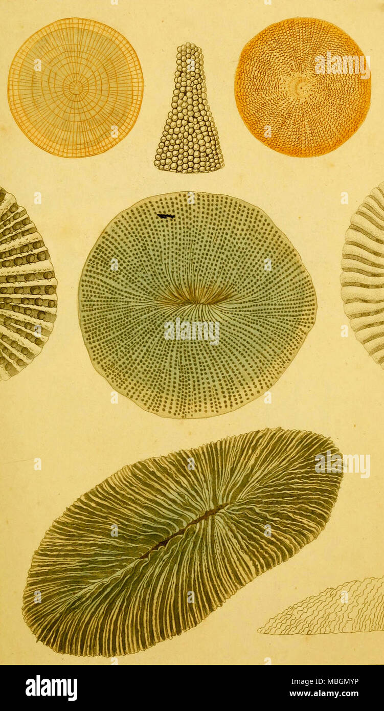 Hexacorallia - Anthozoa - Coral Stock Photo - Alamy