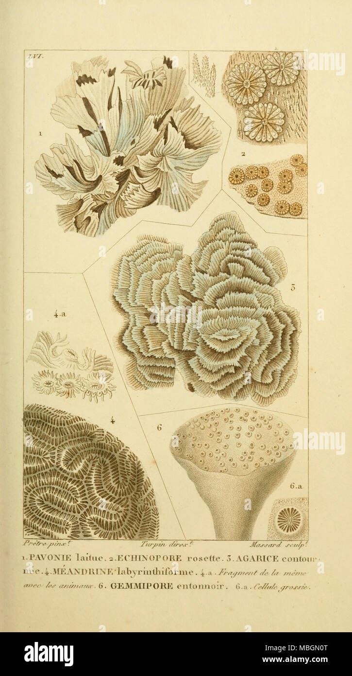 Extinct invertebrates hi-res stock photography and images - Alamy