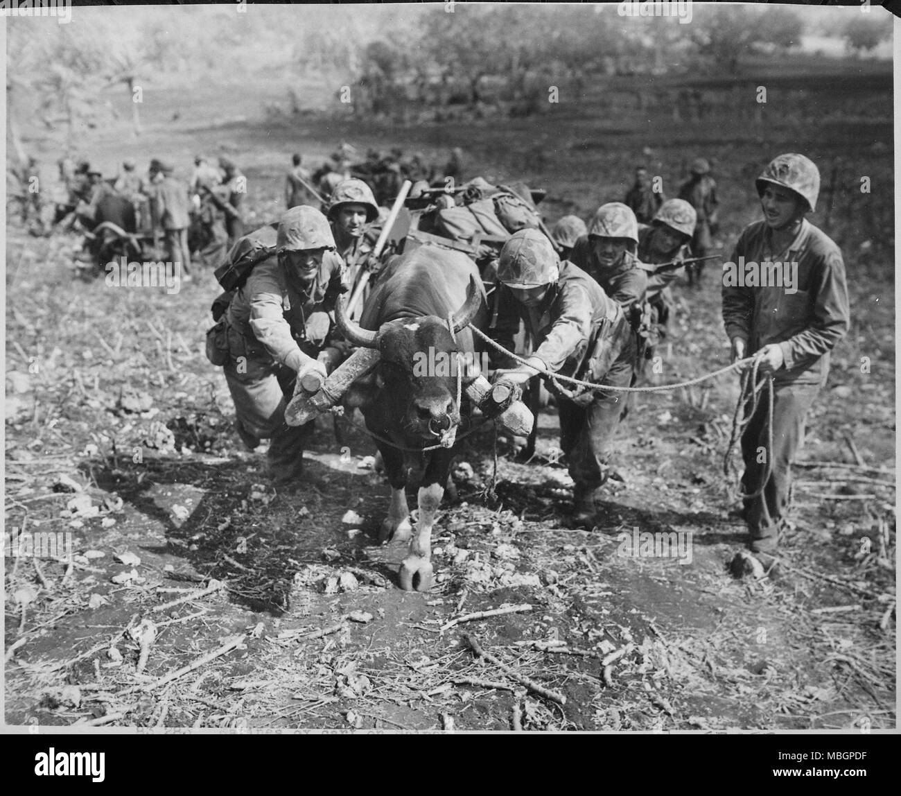 Bullish Black and White Stock Photos & Images - Alamy