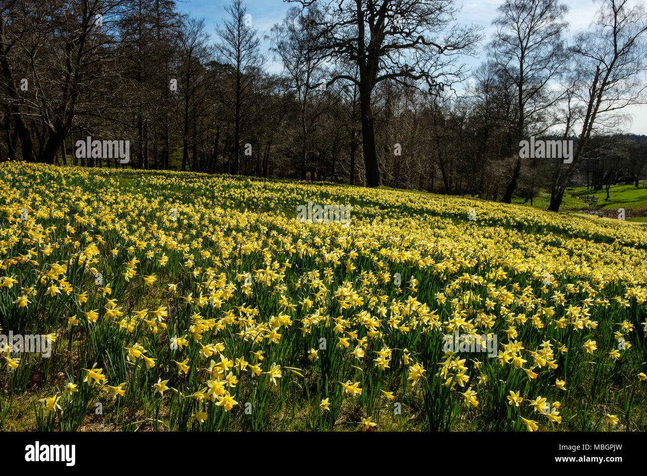 Spring showing of Daffodiles at the Valley Gardens Virginia Water ...