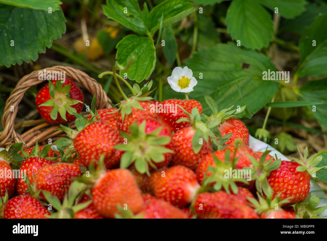 Large small strawberry hi-res stock photography and images - Alamy