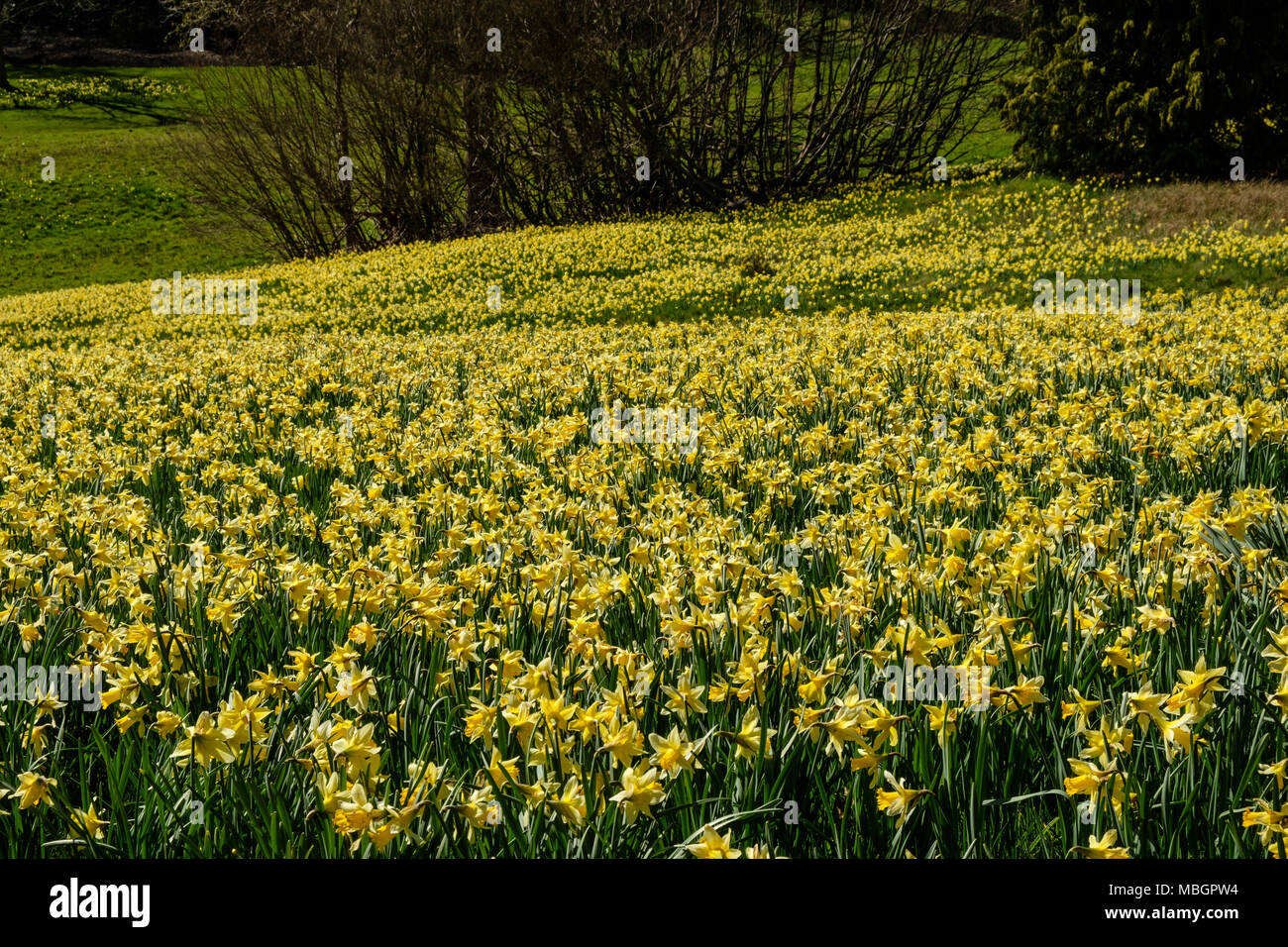 Spring showing of Daffodiles at the Valley Gardens Virginia Water ...