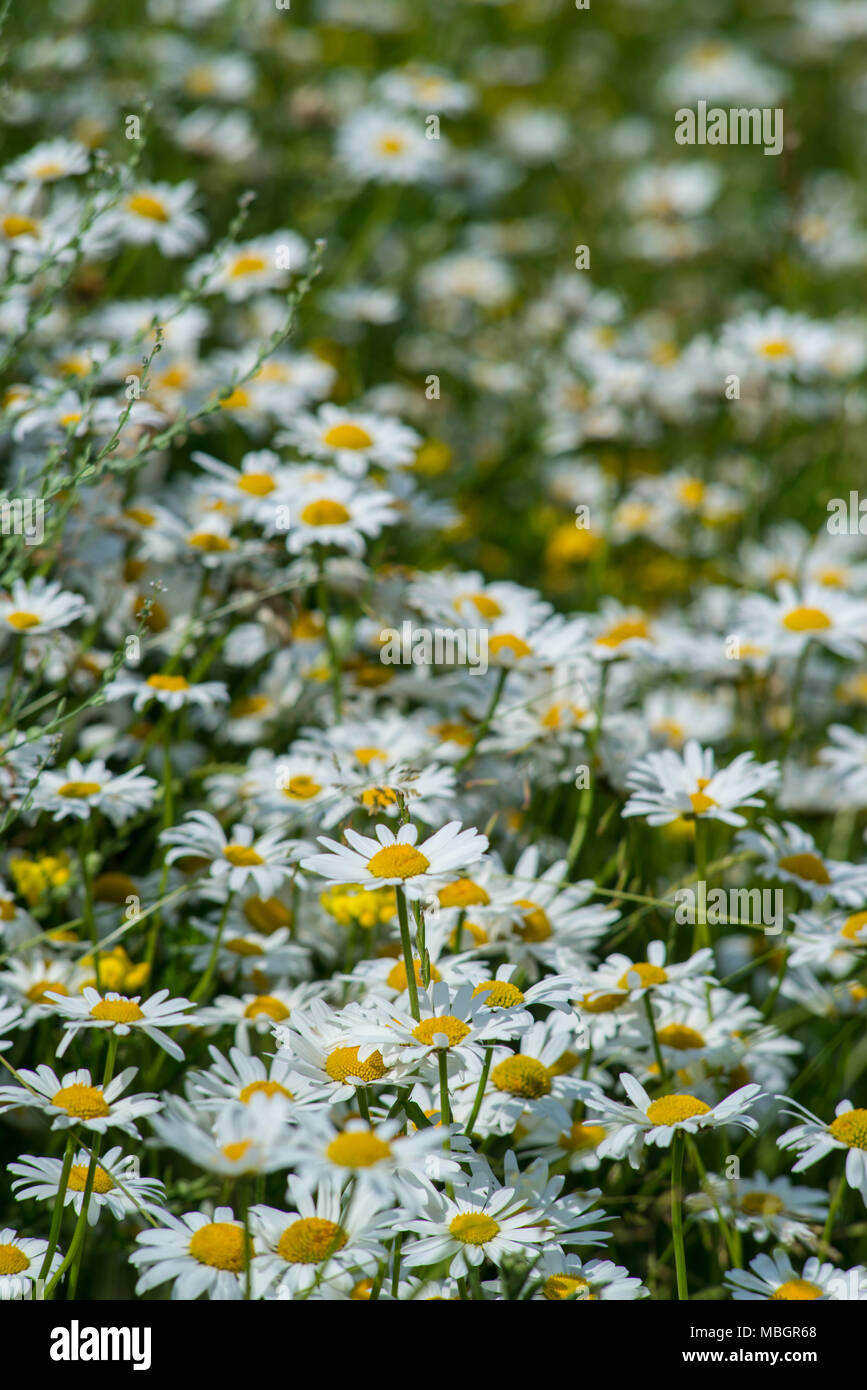 Healthy chamomile field in summer. Selected focus. Medical plants ...