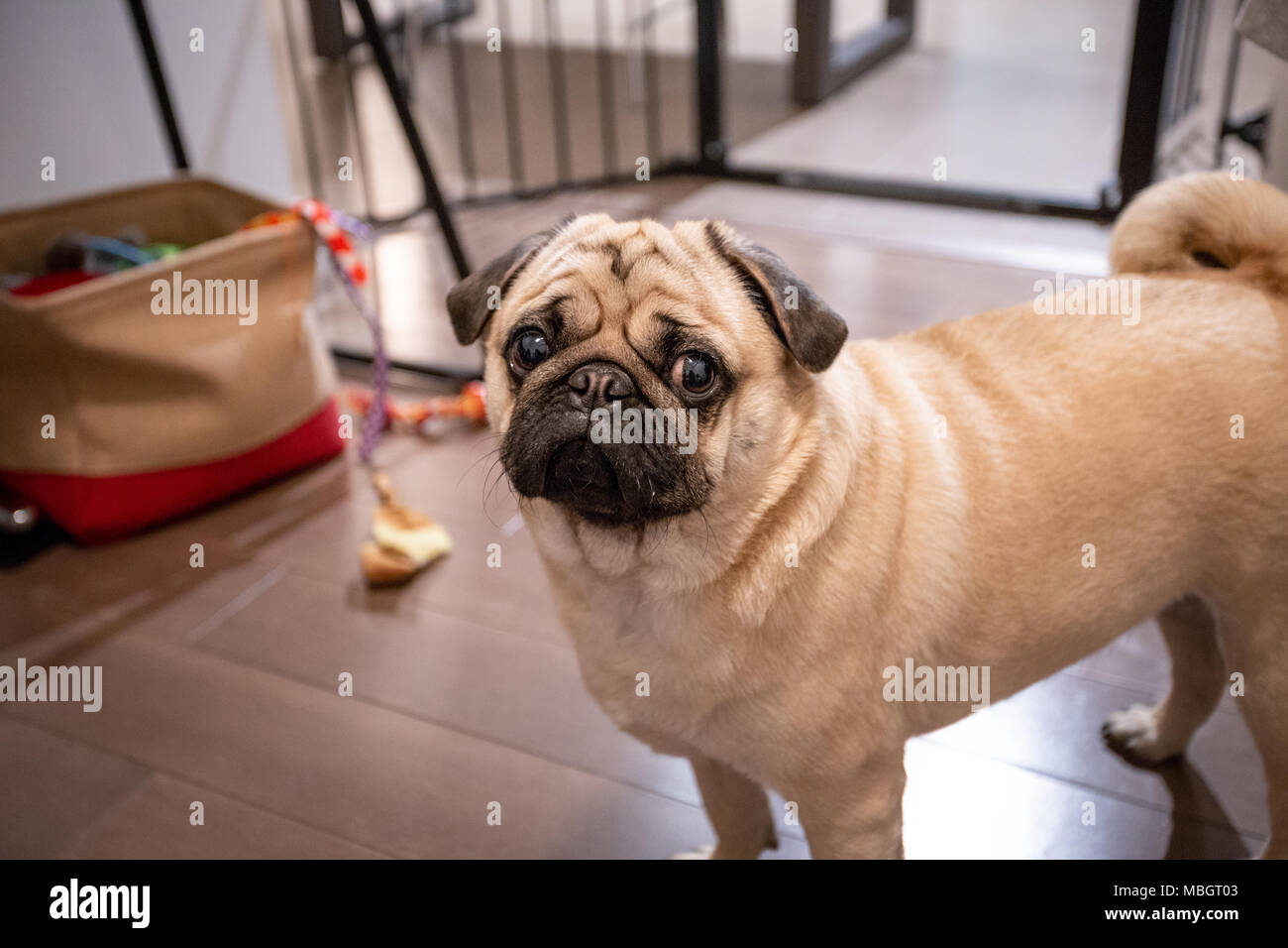 Pug Worry Face Stock Photo - Alamy