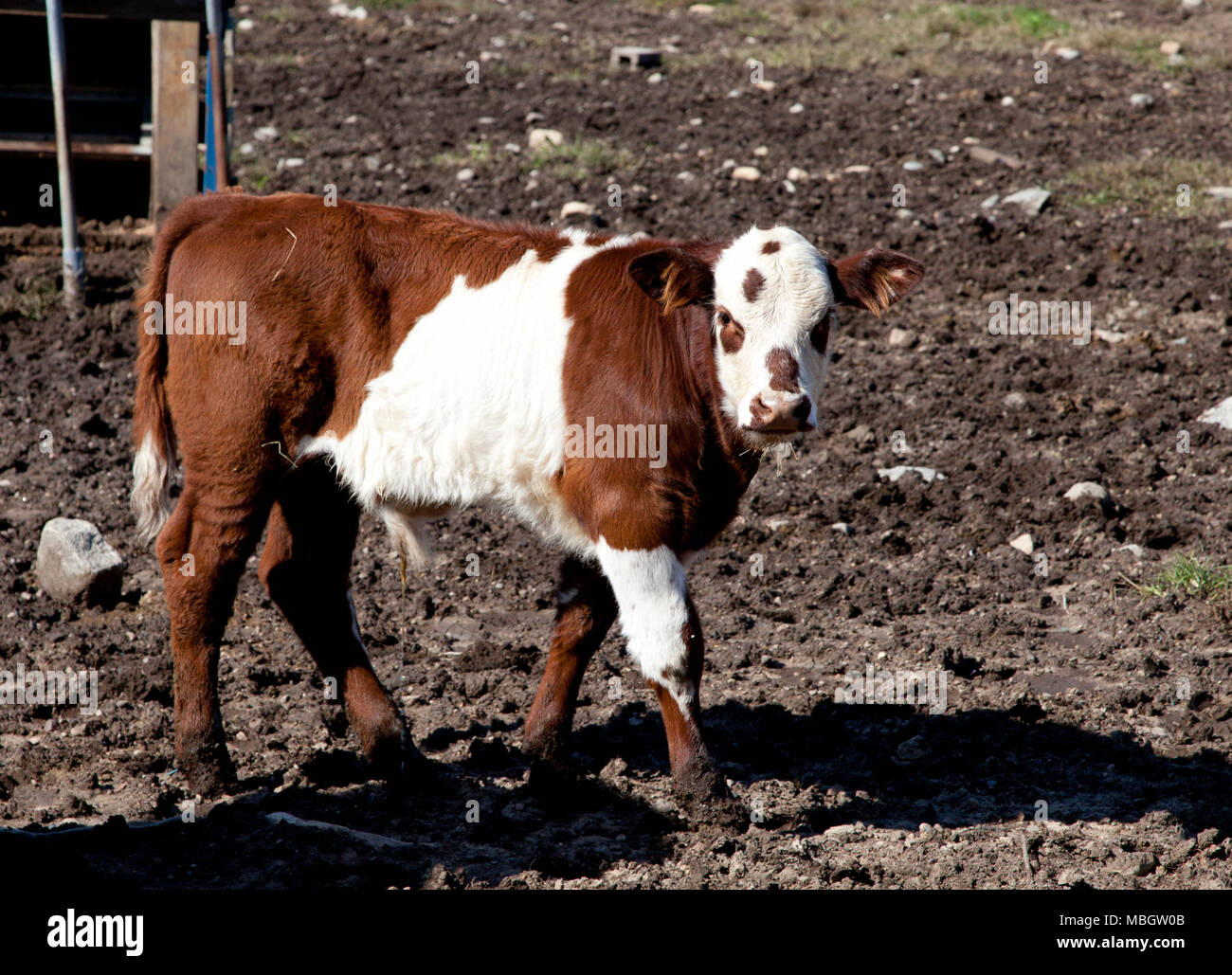 Cow in Lyme, Ct Stock Photo - Alamy