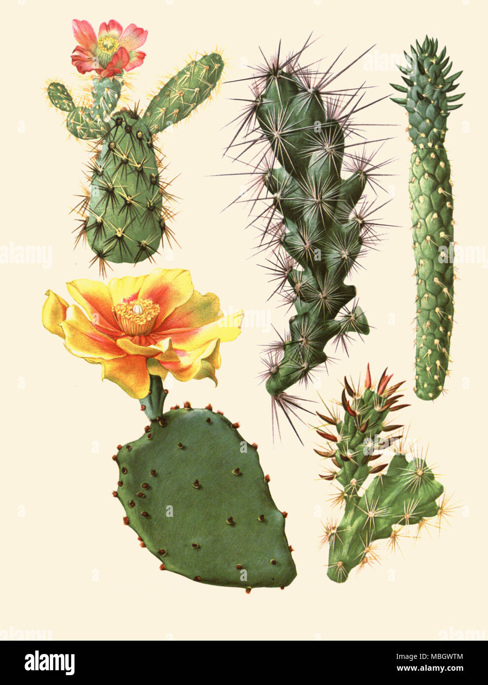 Britton rose hi-res stock photography and images - Alamy