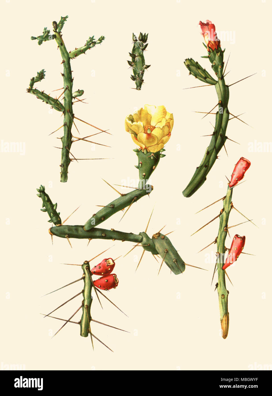 Britton rose hi-res stock photography and images - Alamy