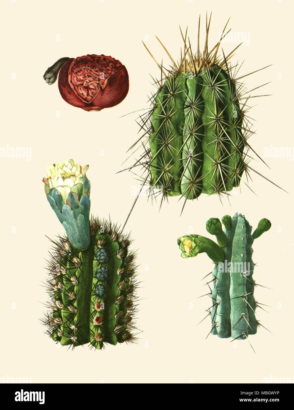 Cephalocereus pentaedrophorus (Labour.) Britton & Rose Stock Photo - Alamy