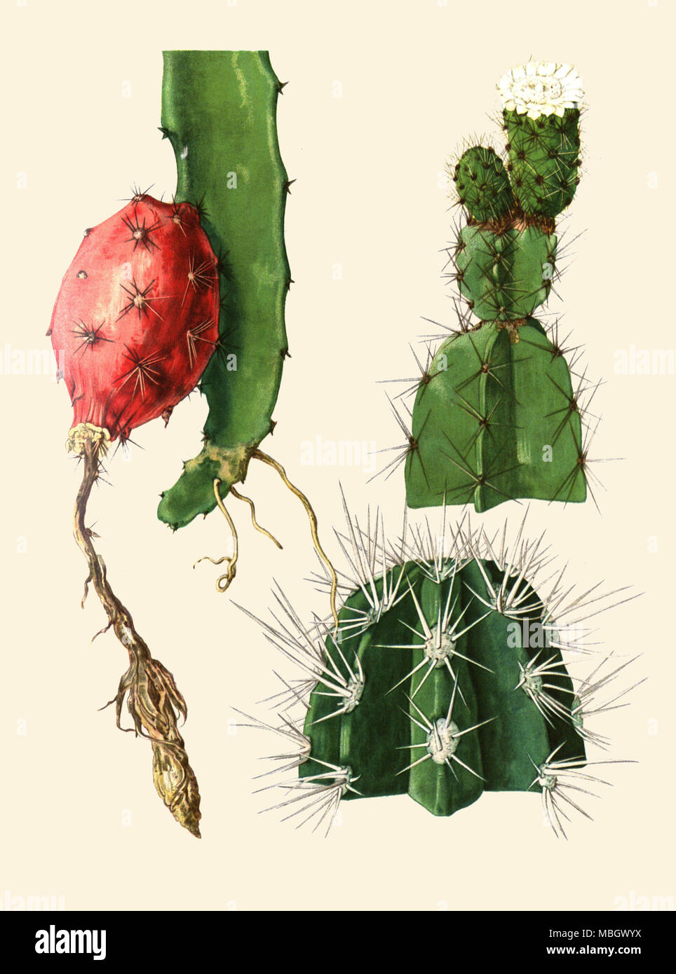 Leptocereus arboreus Britton & Rose Stock Photo - Alamy