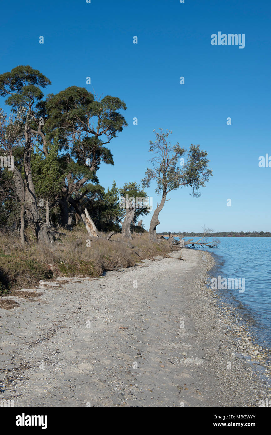 Banksia Peninsula, near the town of Bairnsdale, is a narrow sandy ...