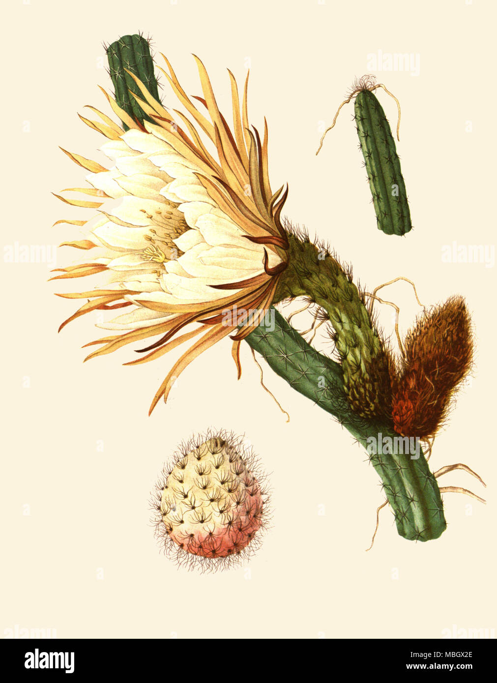 Selenicereus grandiflorus (L.) Britton & Rose Stock Photo - Alamy