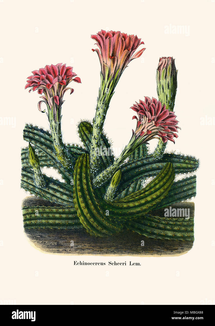 Echinocereus Scheeri Lem Stock Photo - Alamy