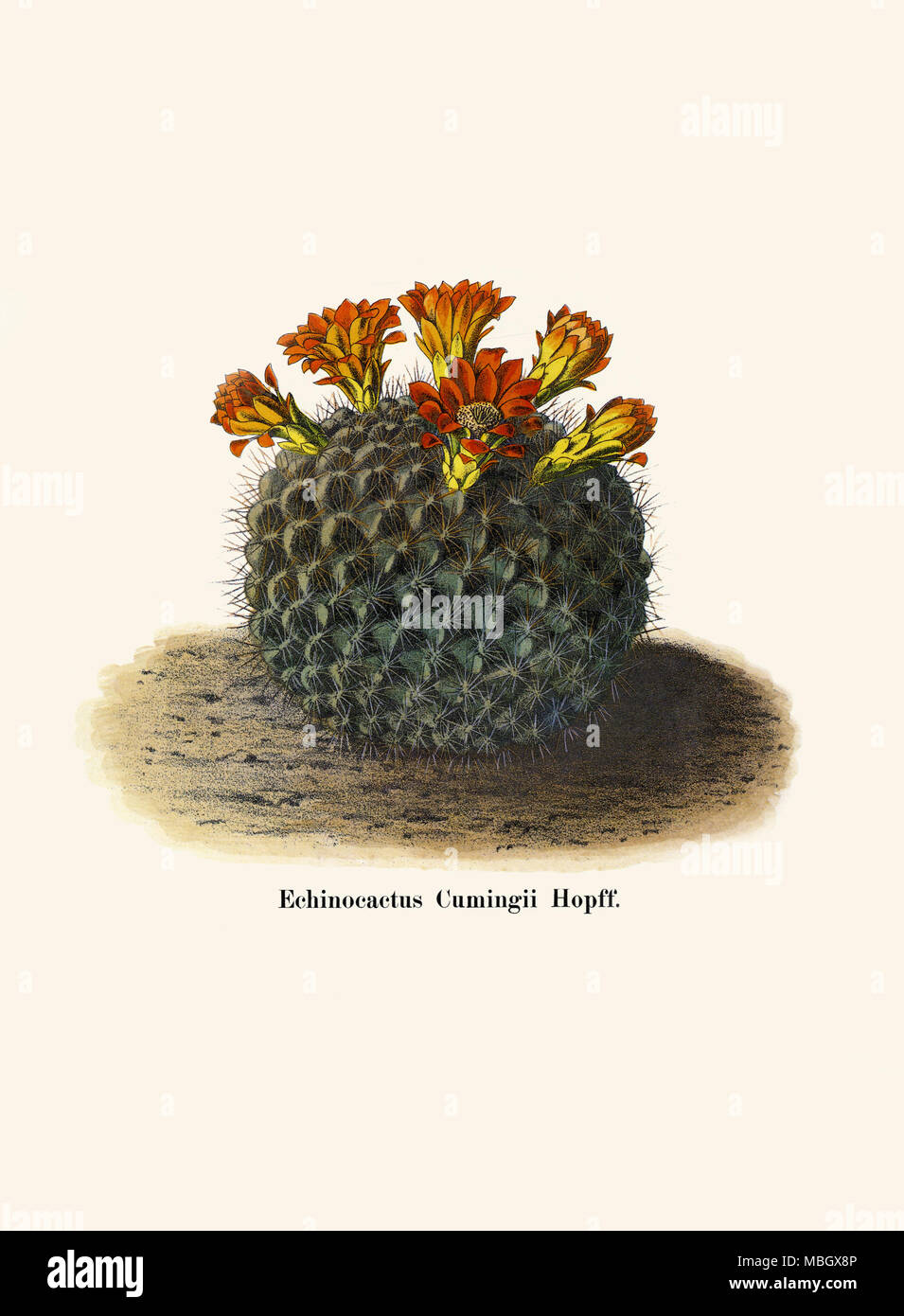 Echinocactus Cumingii Hopff Stock Photo - Alamy