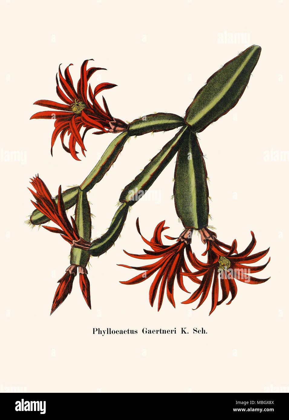Phyllocactus hi-res stock photography and images - Alamy
