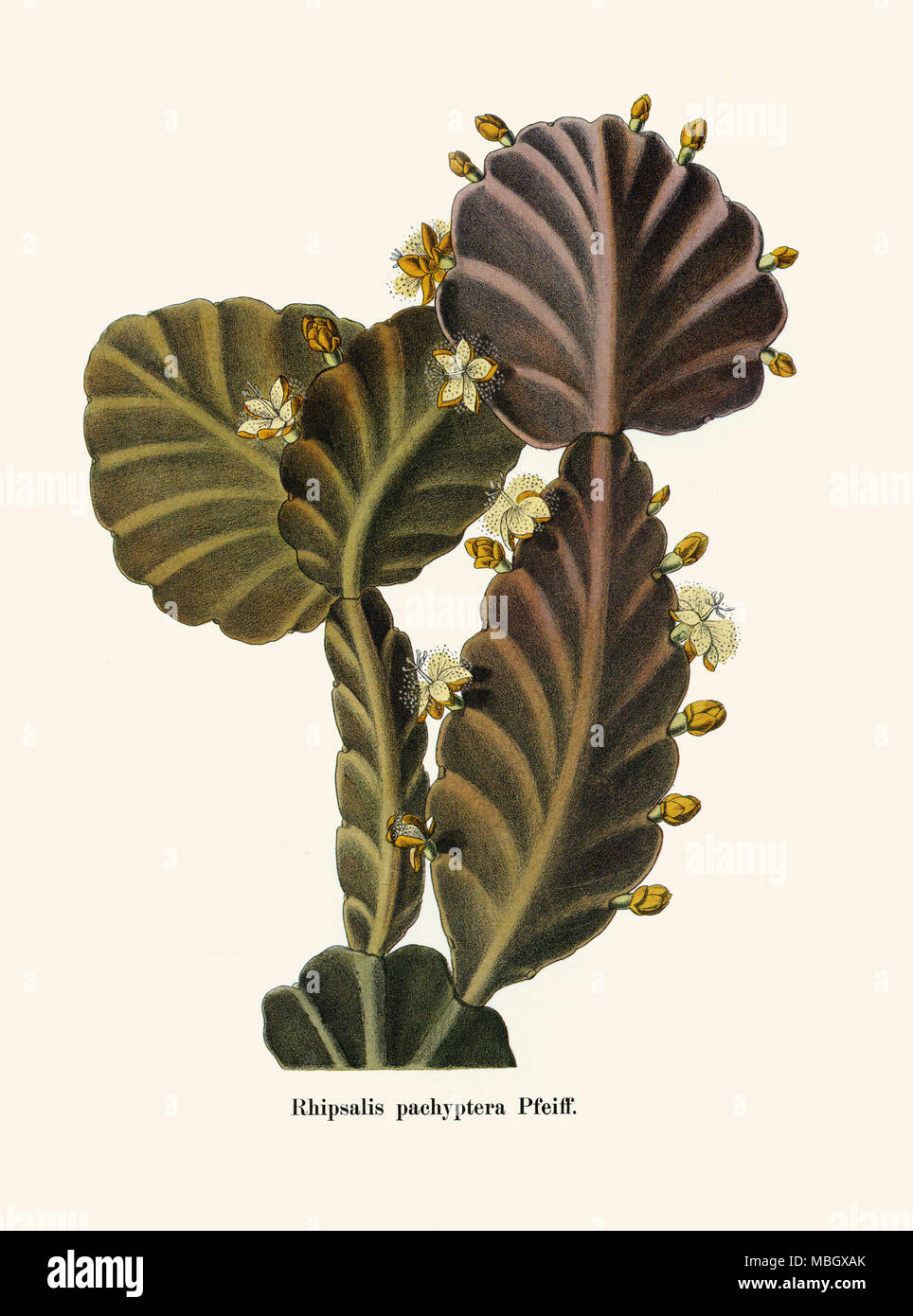 Pachyptera hi-res stock photography and images - Alamy