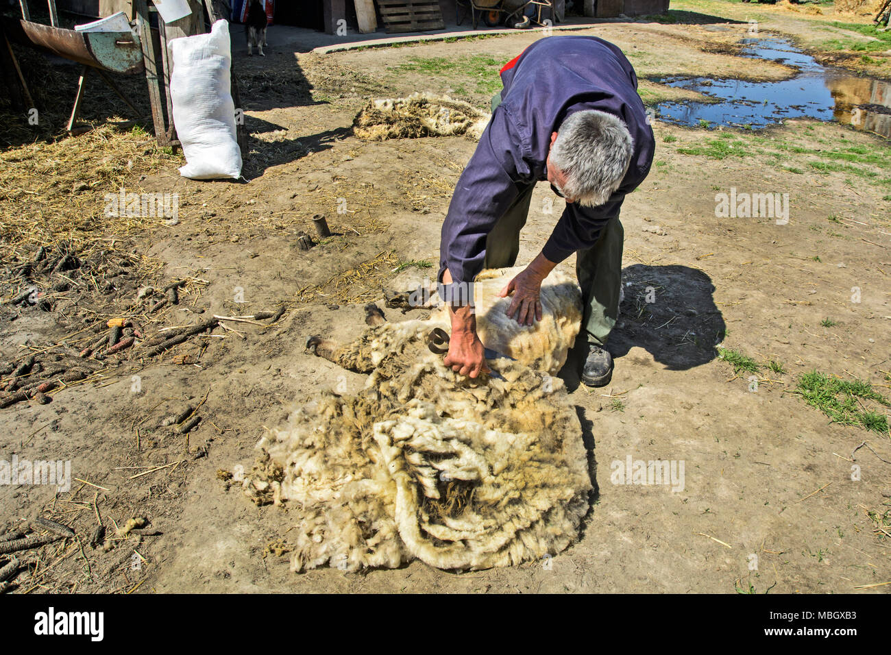 Farmer performs traditional spring removing wool from sheep Stock Photo ...