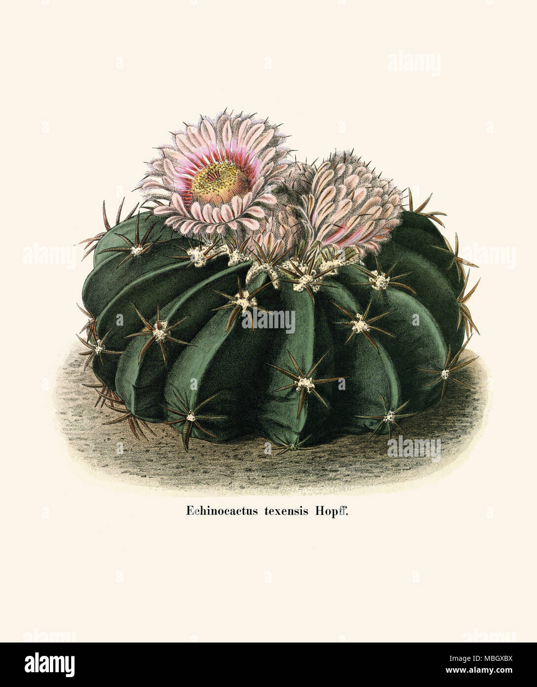 Echinocactus texensis hi-res stock photography and images - Alamy