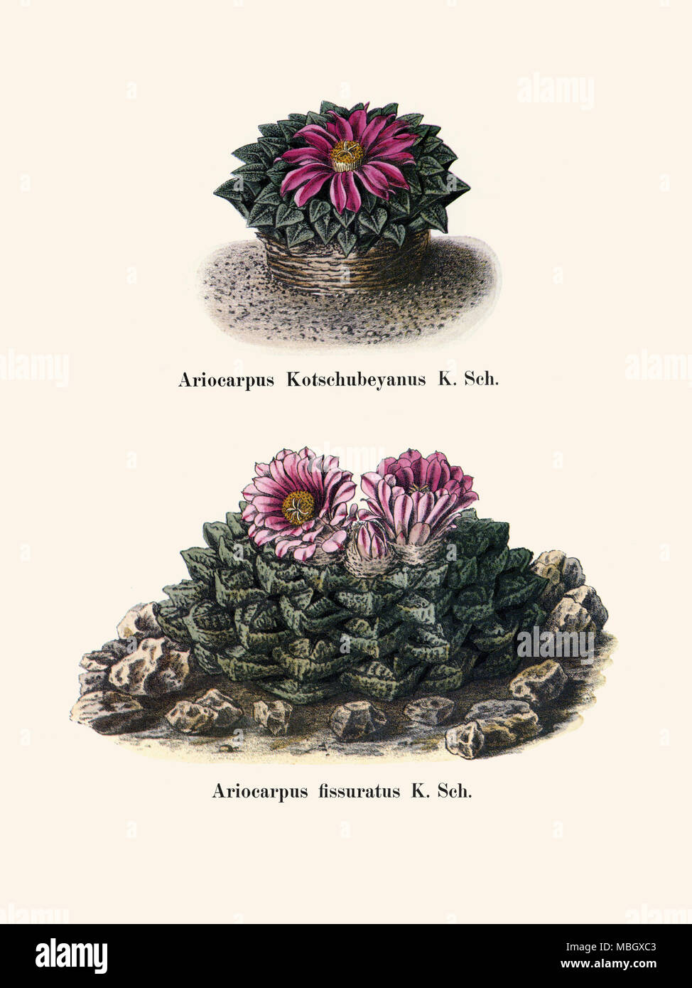 Ariocarpus