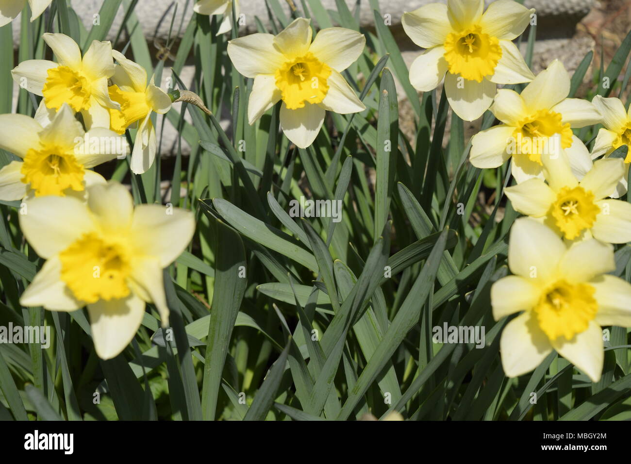 Flowers daffodil yellow. Spring flowering bulb plants in the flowerbed ...
