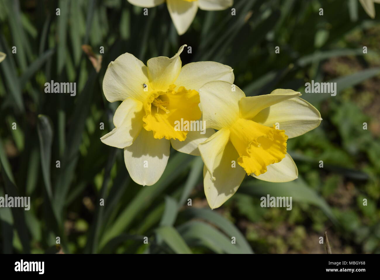 Flowers daffodil yellow. Spring flowering bulb plants in the flowerbed ...