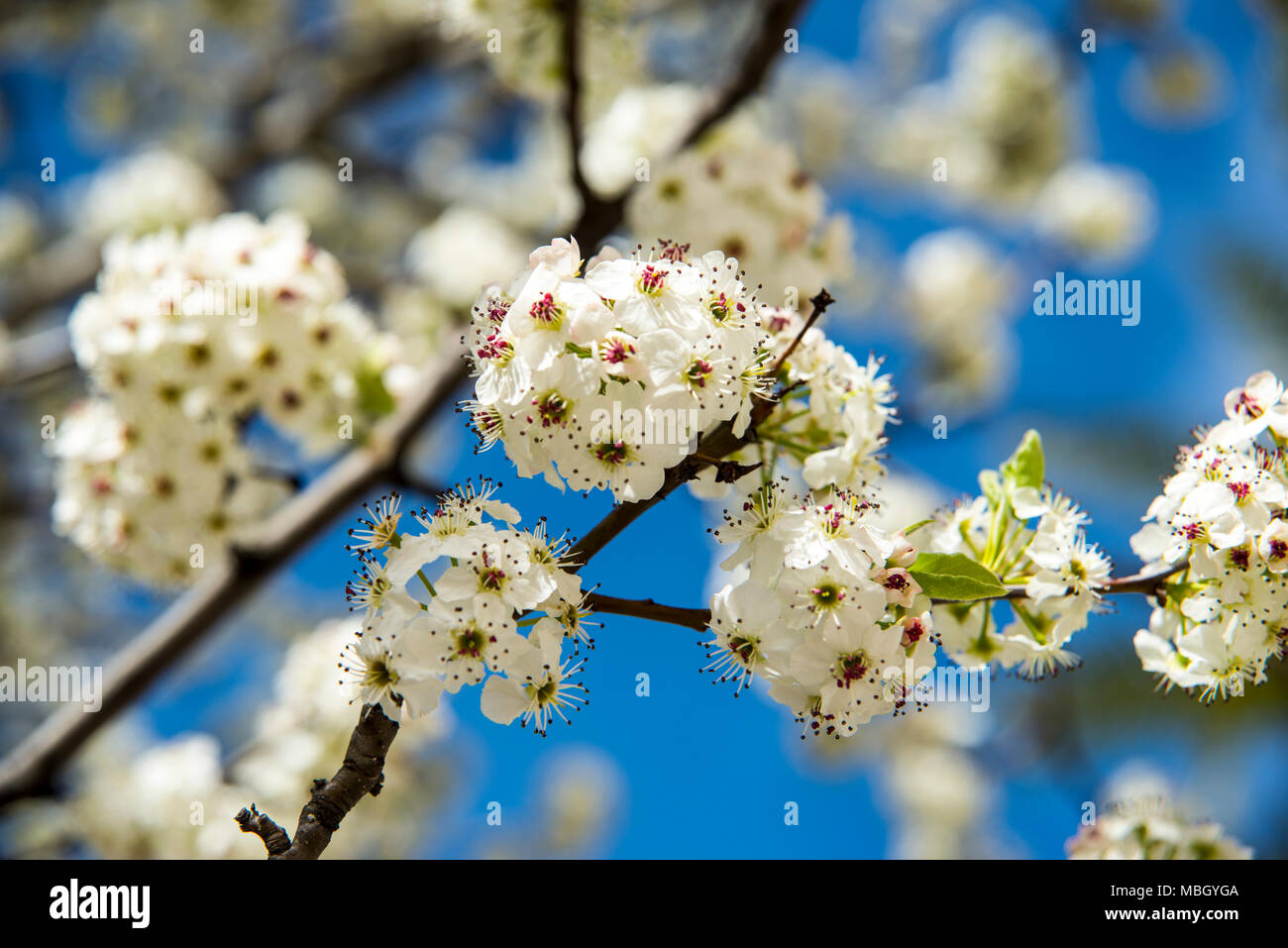 Valle del jerte cherry hi-res stock photography and images - Alamy
