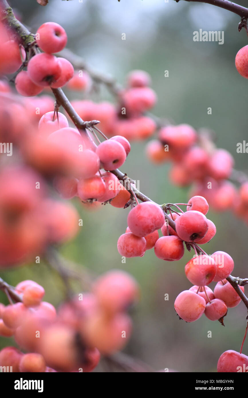 Crabapples trees hi-res stock photography and images - Alamy