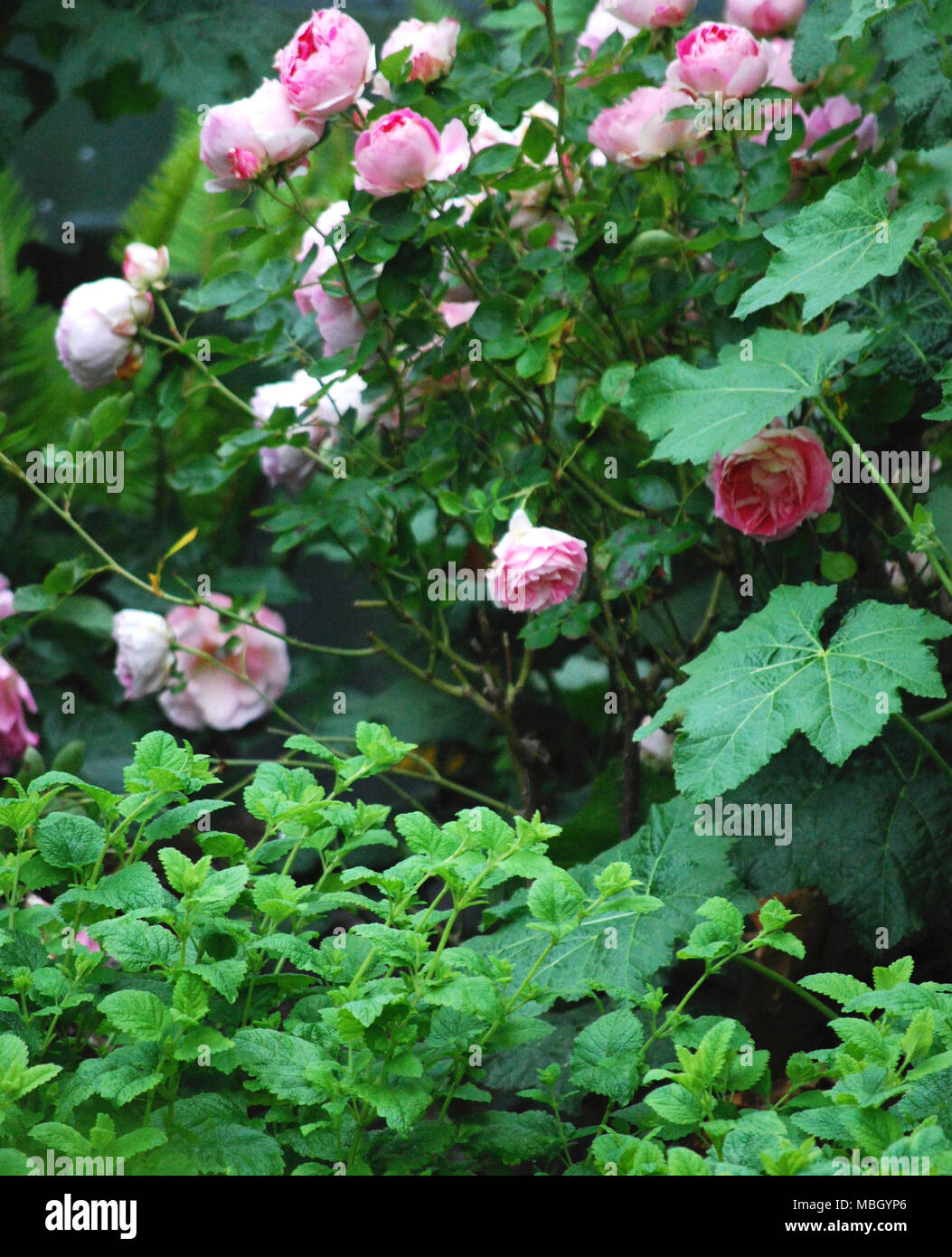 Roses stock photos hi-res stock photography and images - Alamy
