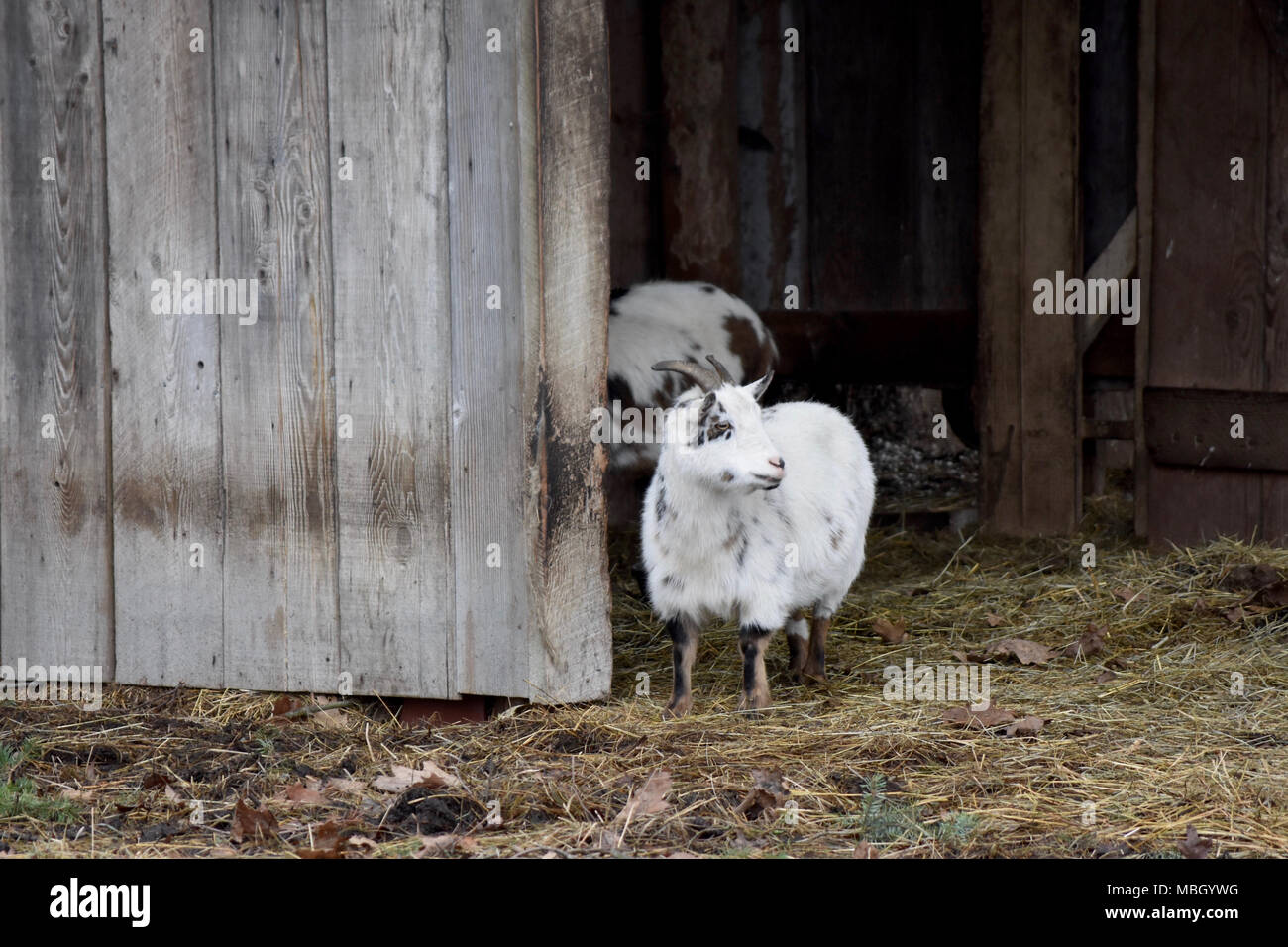 Barnyard hi-res stock photography and images - Alamy