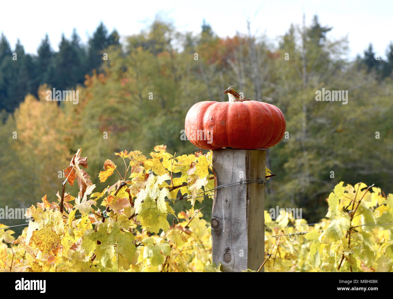 Pumpkin on a fence post Stock Photo - Alamy
