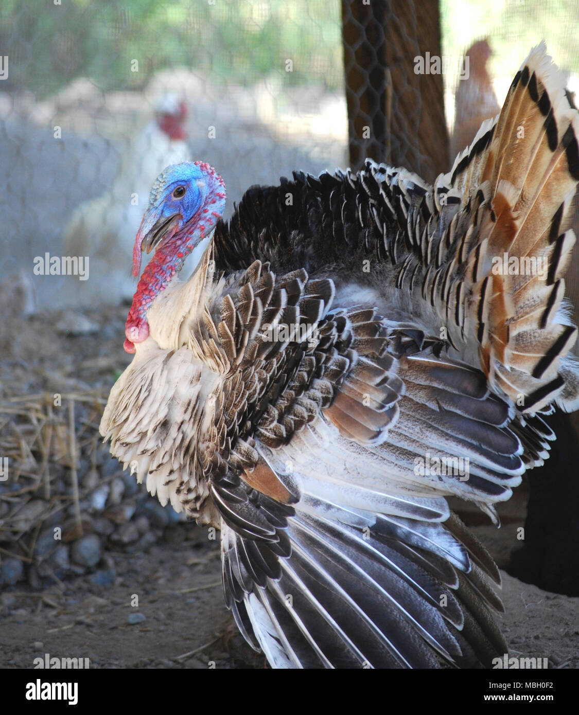 Turkey country farming hi-res stock photography and images - Alamy