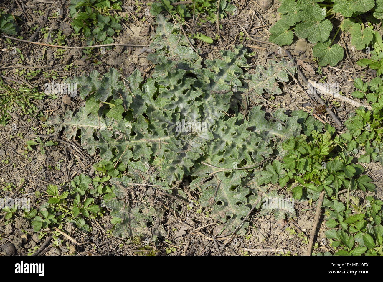 Onopordum acanthium Young leaves of a tartar. Tatarnik is a spiny weed ...