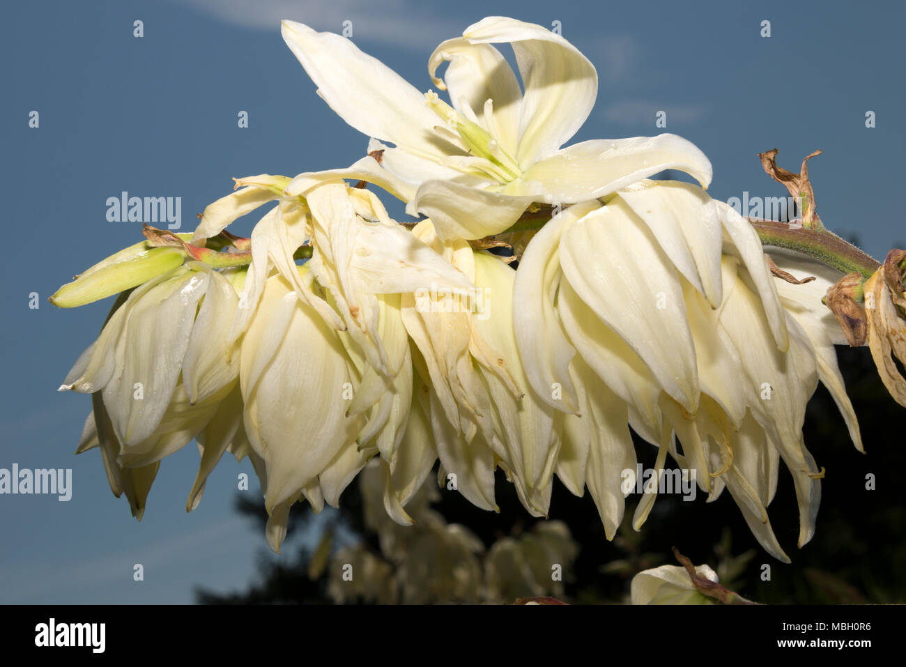 Yucca filamentosa hi-res stock photography and images - Alamy