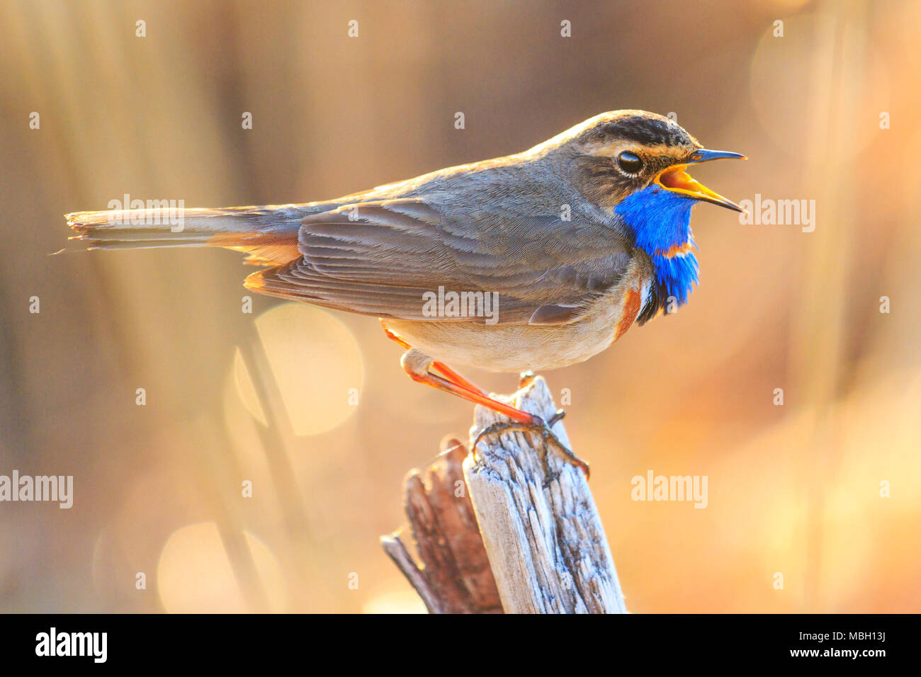 spring bird with blue feathers sings a song , spring 2018, singing bird ...