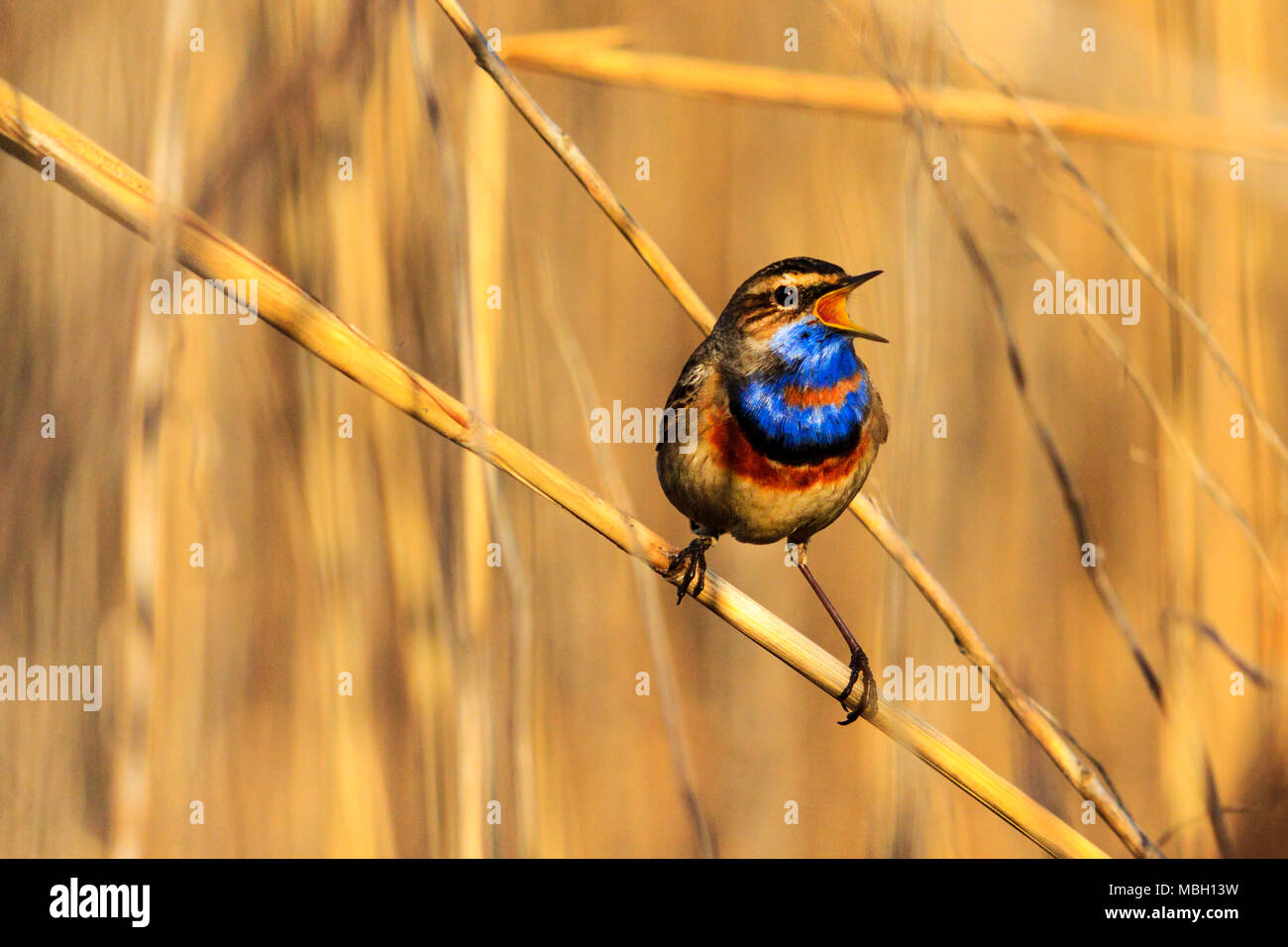 Beautiful Birds Singing