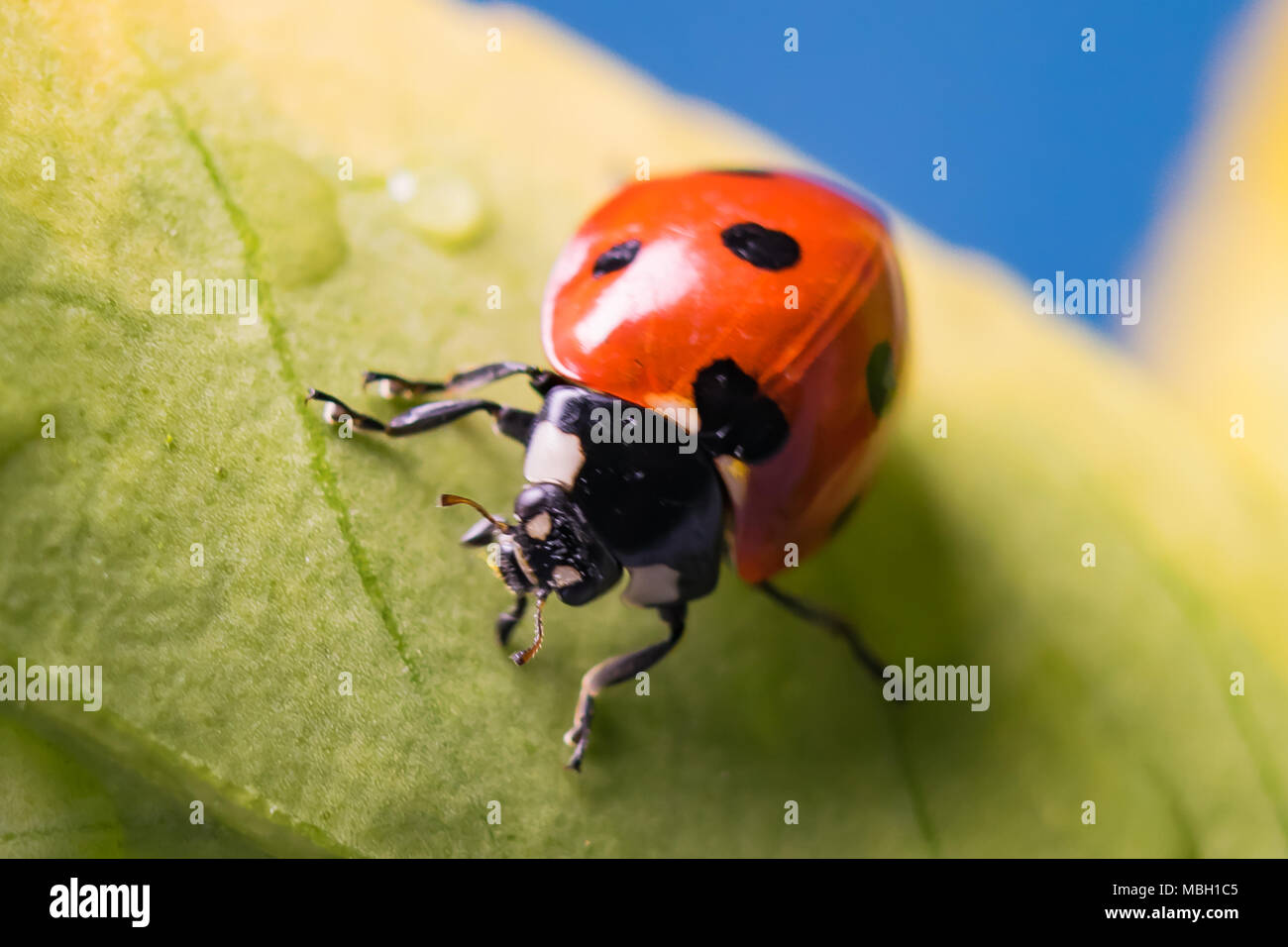 Ladybird spiders hi-res stock photography and images - Alamy