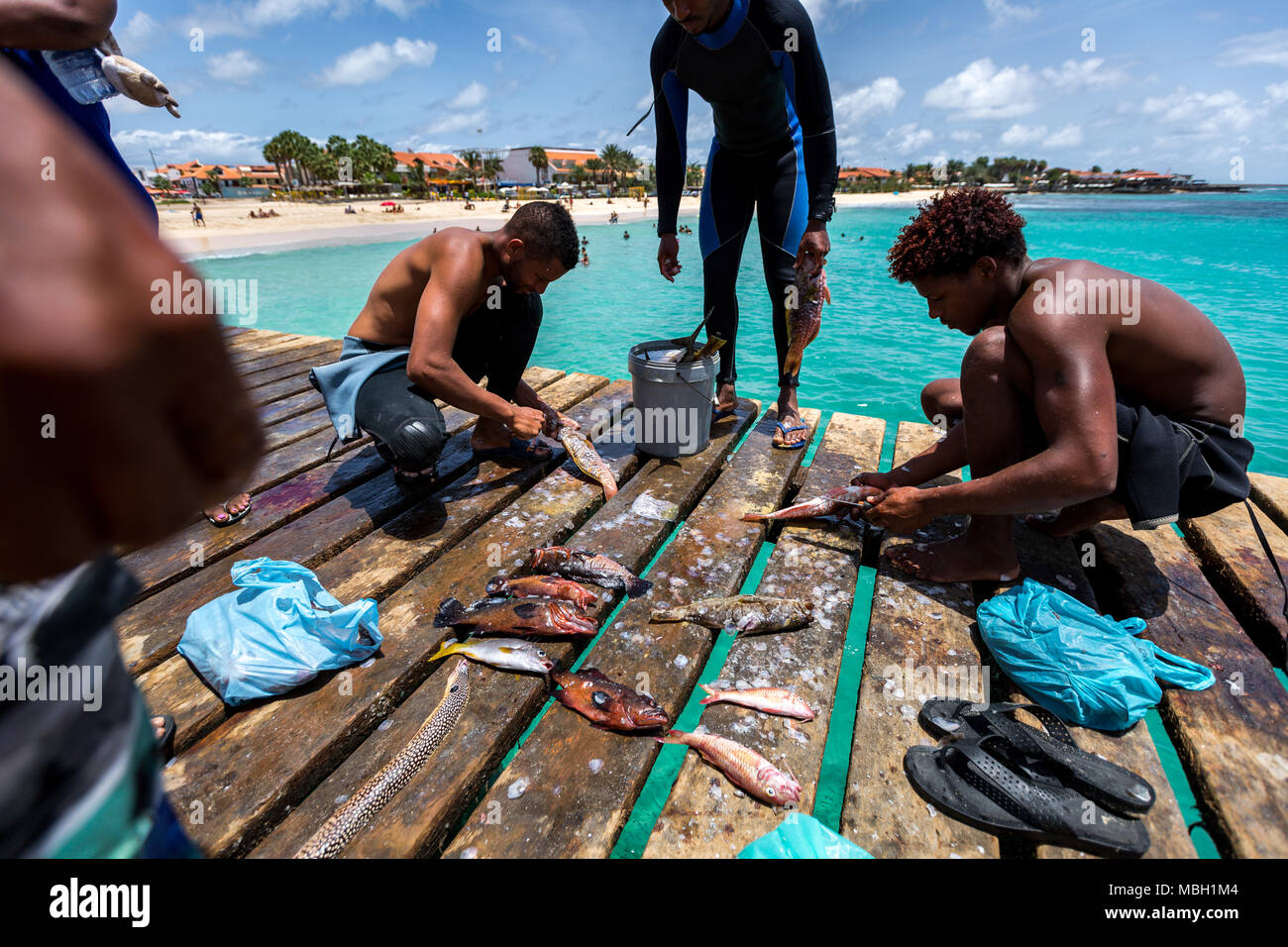 Fishermen with colorful fish on a wooden pier in Santa Maria, Sal, Cape ...