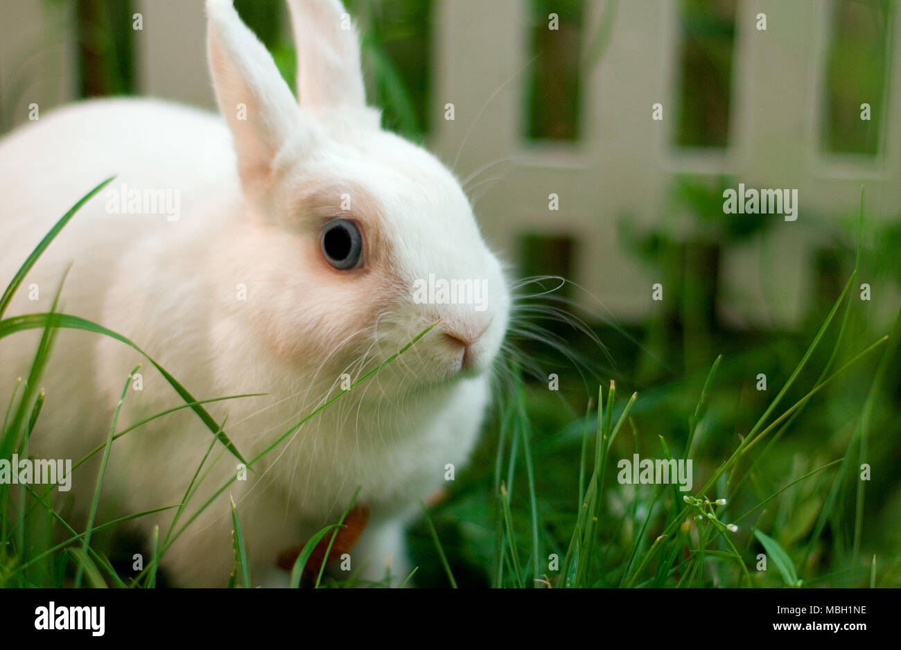 Rabbit mustache hi-res stock photography and images - Alamy