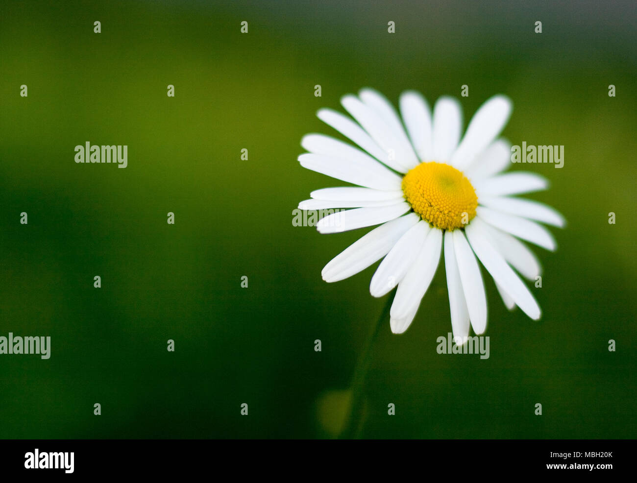 single camomile on green background Stock Photo - Alamy