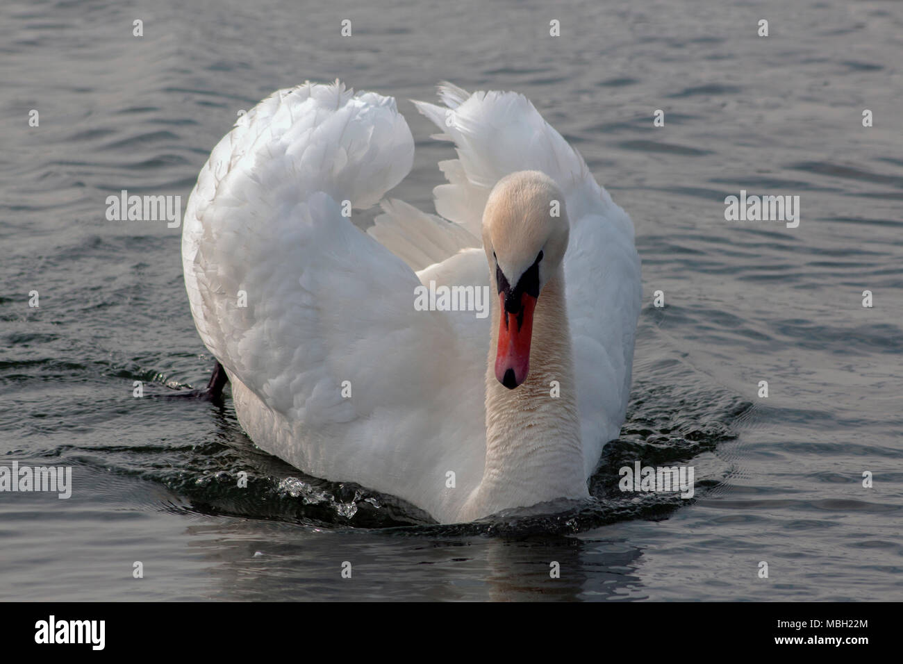 The beauty of a swan in a dance during a love period. In Orestiada Lake ...