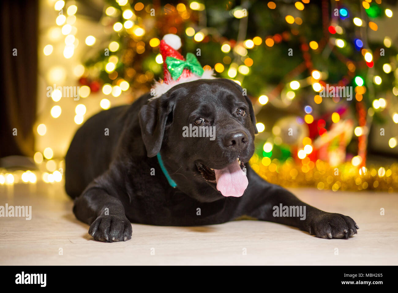 Labrador wearing a cap hi-res stock photography and images - Alamy