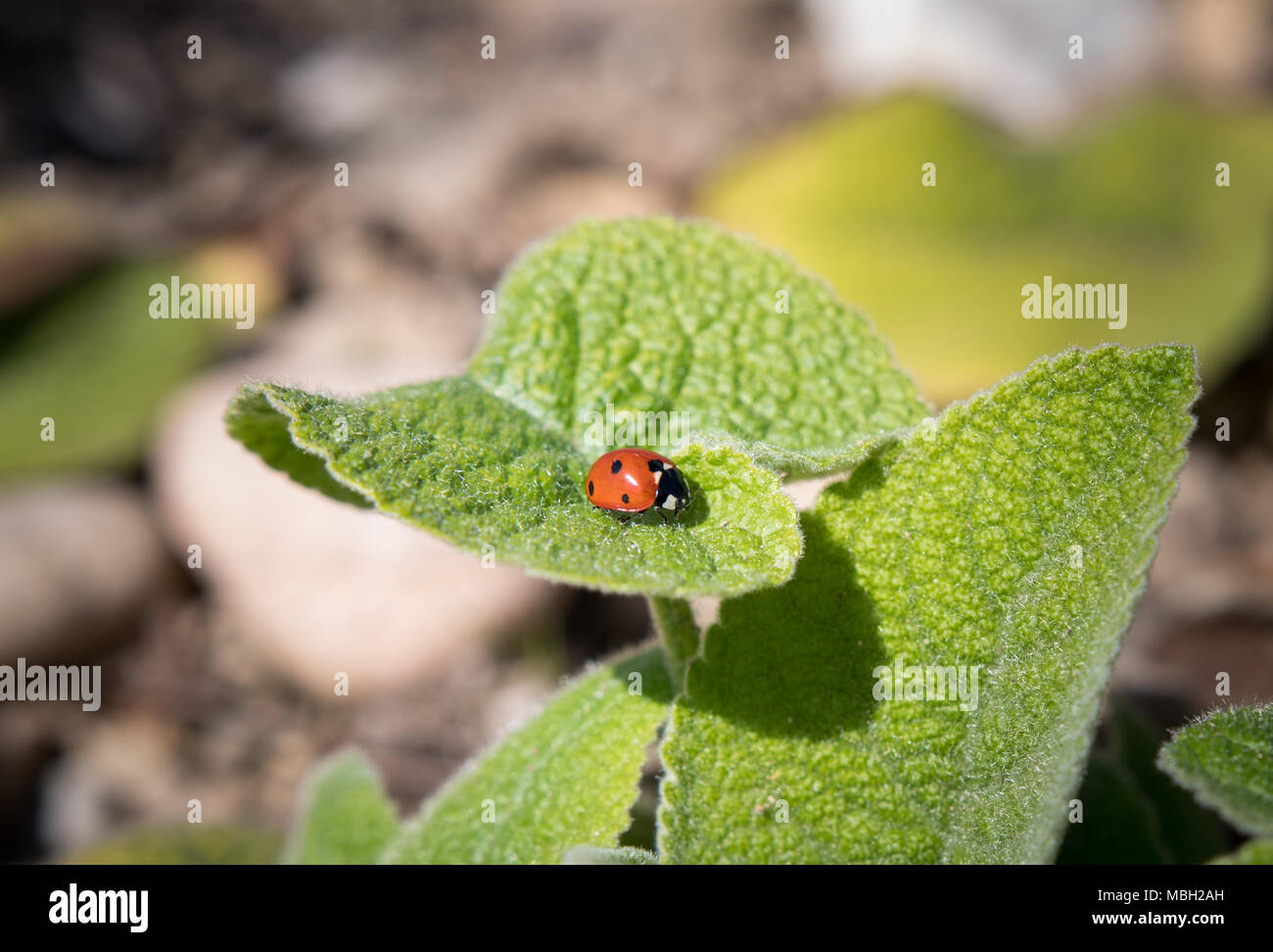 Sun ladybug hi-res stock photography and images - Alamy
