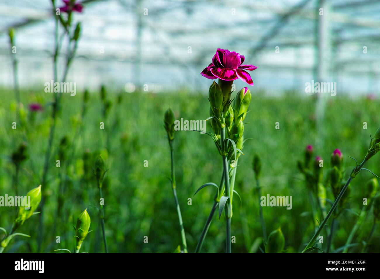 Carnation greenhouse hi-res stock photography and images - Alamy