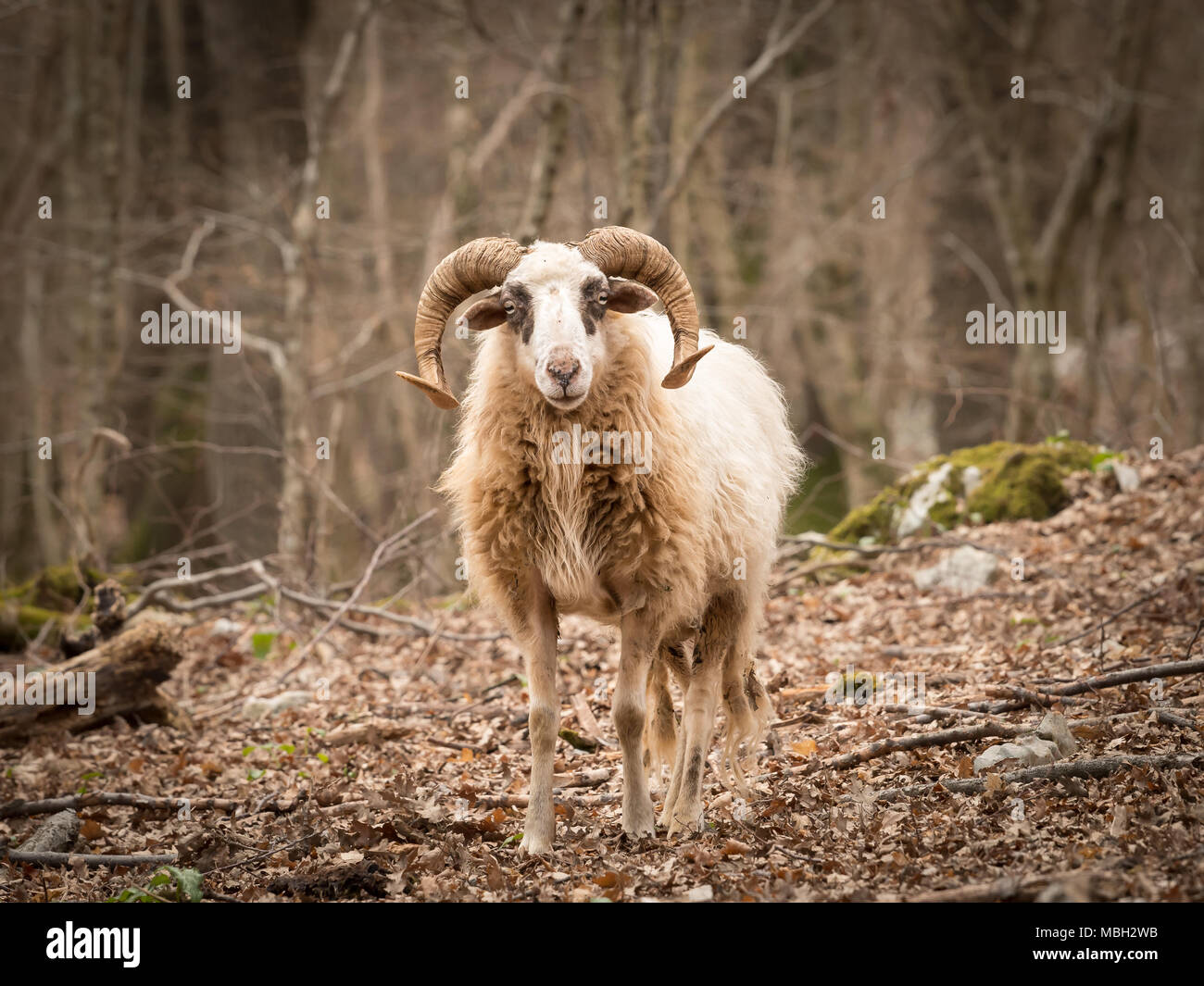 Croatia cres lamb hi-res stock photography and images - Alamy