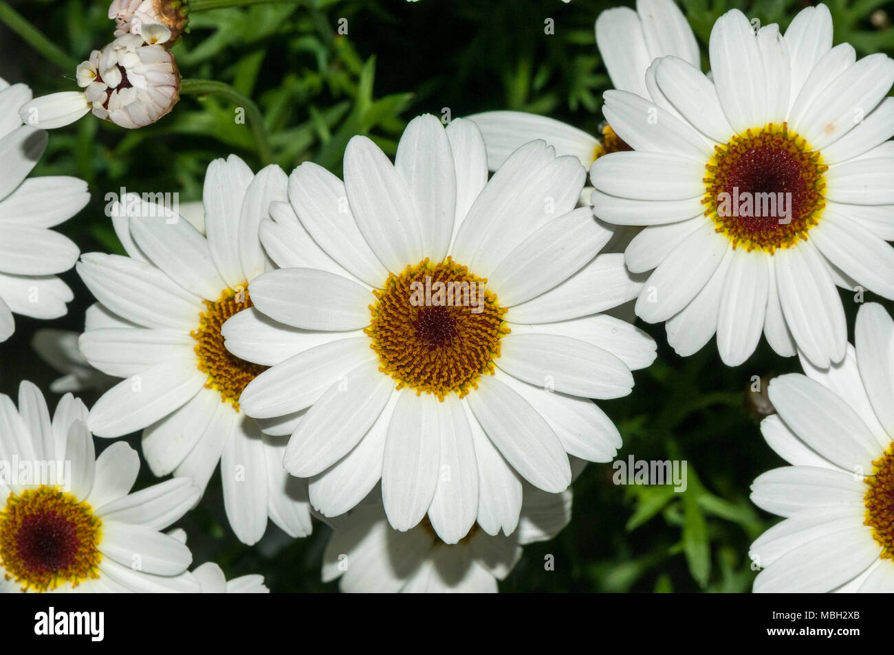 marguerite daisy, Paris daisy, margarida Argyranthemum Stock Photo - Alamy