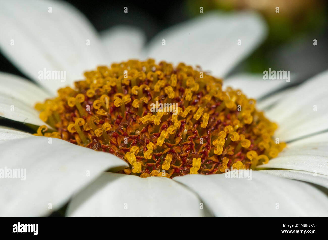 marguerite daisy, Paris daisy, margarida Argyranthemum Stock Photo - Alamy