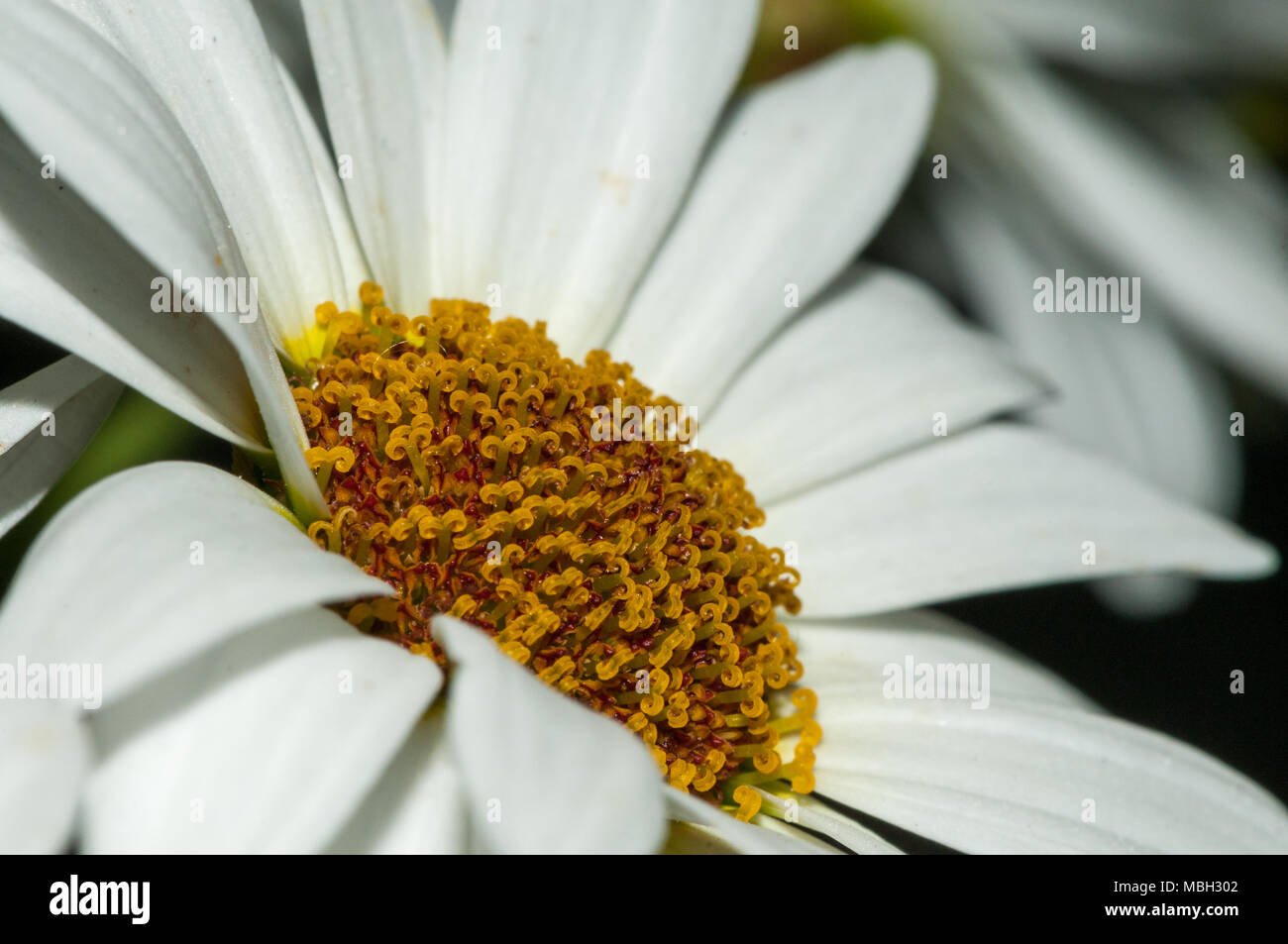 marguerite daisy, Paris daisy, margarida Argyranthemum Stock Photo - Alamy