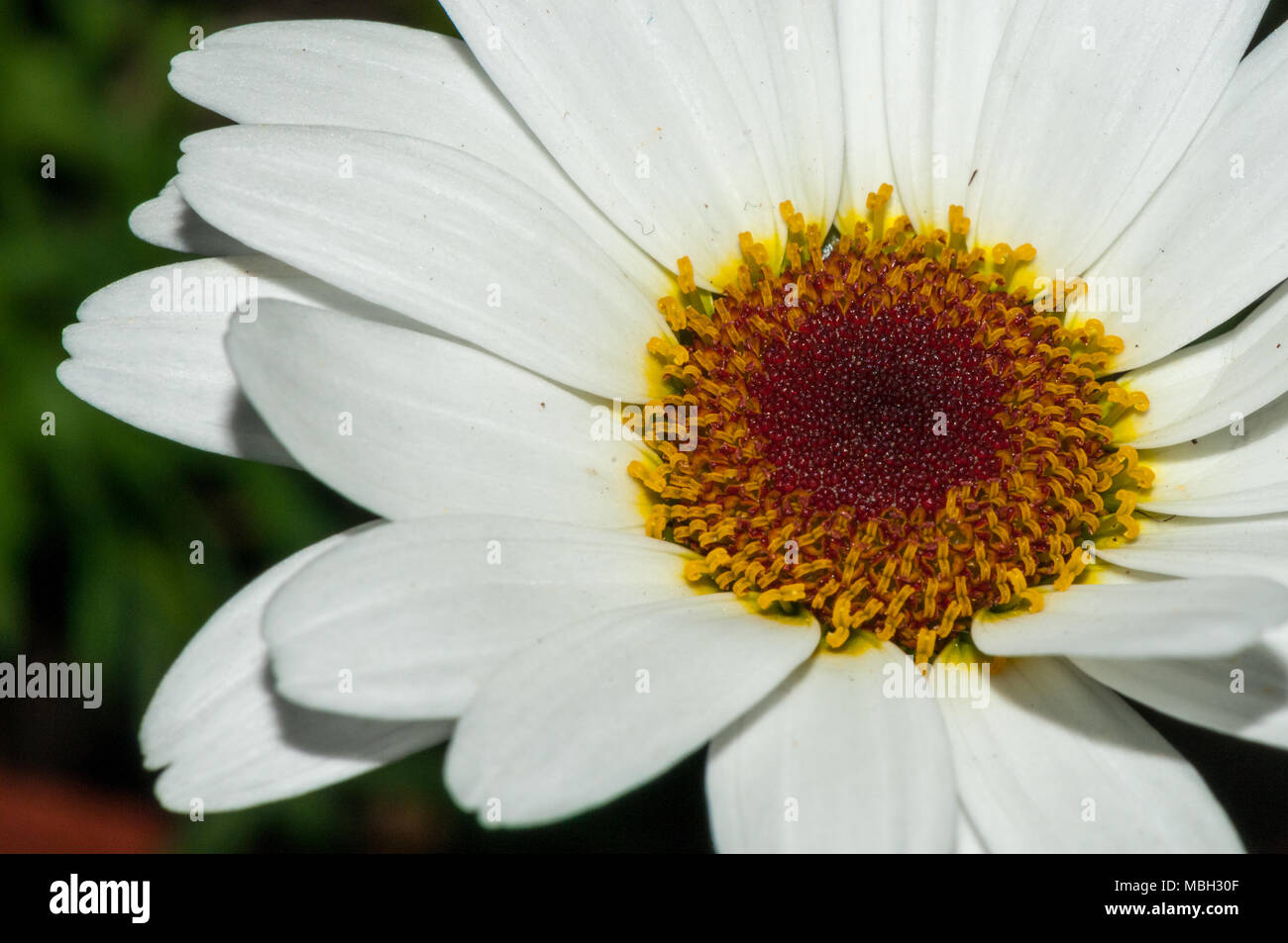 marguerite daisy, Paris daisy, margarida Argyranthemum Stock Photo - Alamy