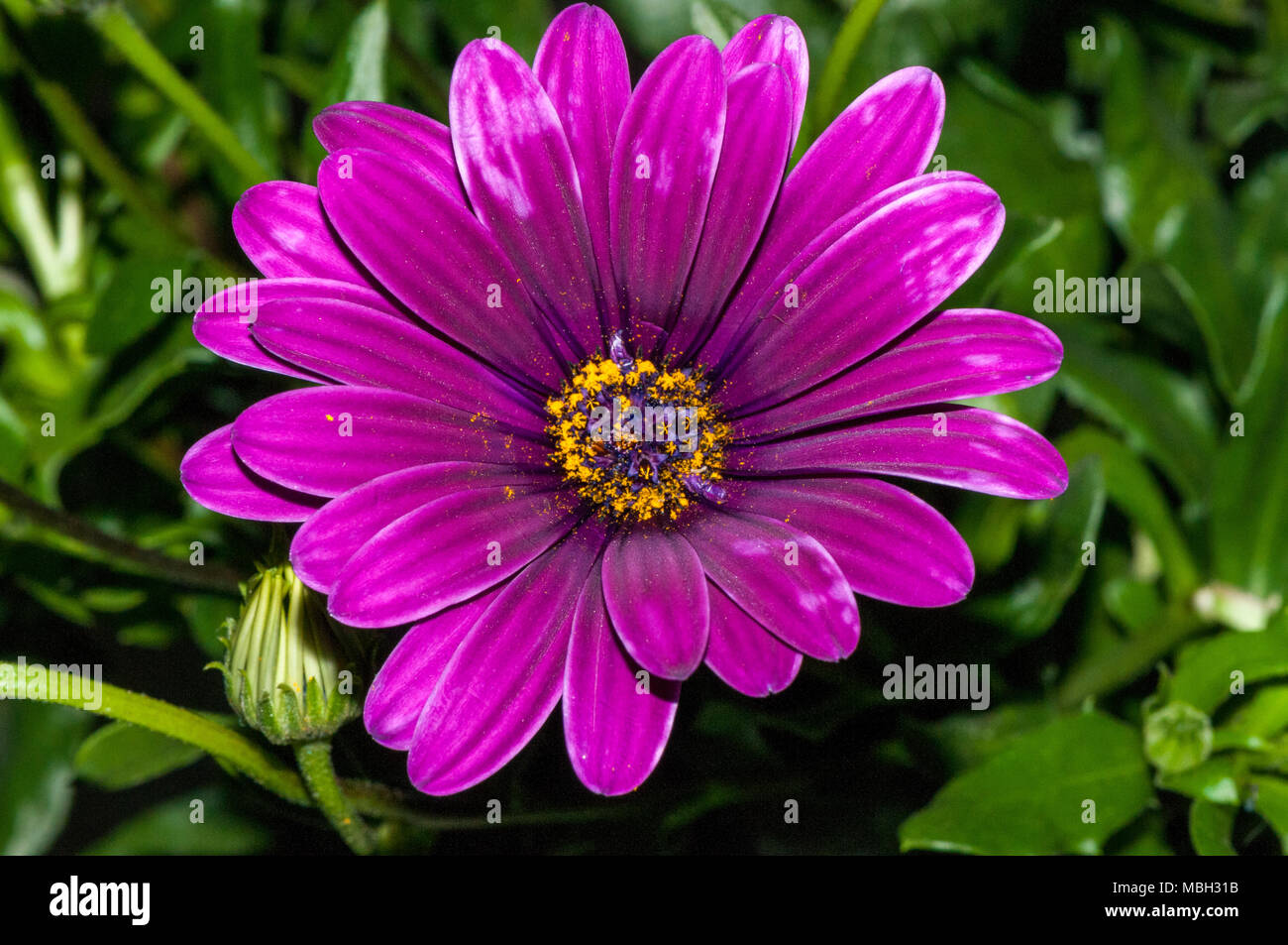 Sundays river daisy, Van Staden's river daisy, white daisy bush ...